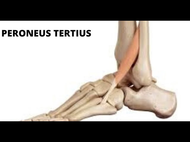 Fibularis Tertius Afbeeldingen Over "Peroneus Tertius" – Blader In