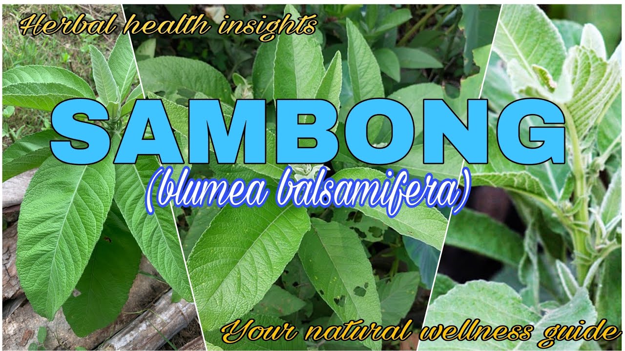 Ang Sambong (Blumea balsamifera) #herbalmedicine #herbalplants - YouTube