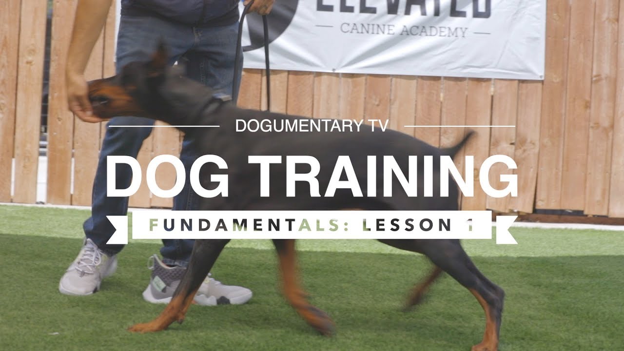 DOG TRAINING FUNDAMENTALS: LESSON 3 LURING - YouTube