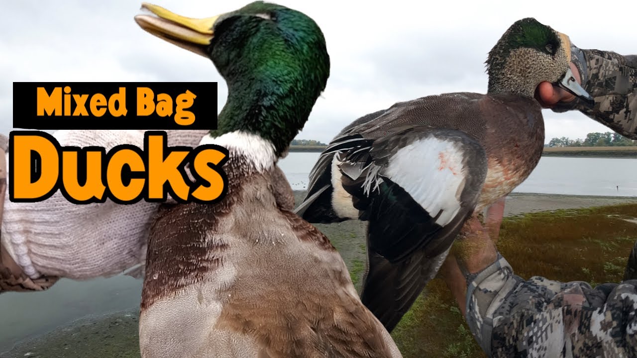 Duck Hunting over Water | North Dakota Mixed Bag - YouTube