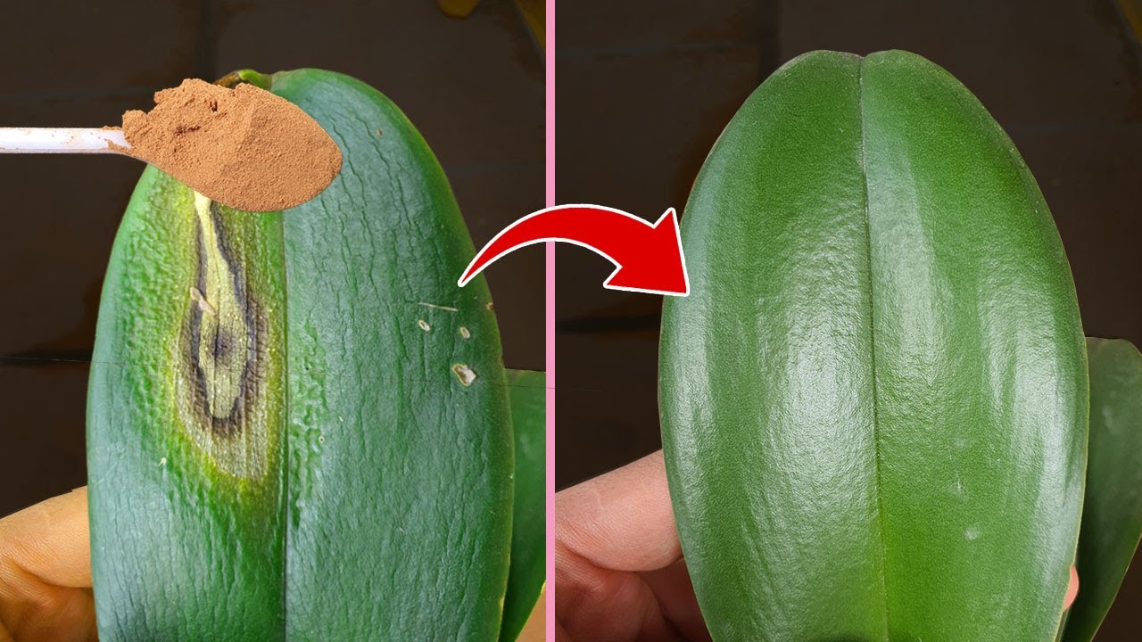 Very few people know how to handle this rotten and wilted orchid leaf ...