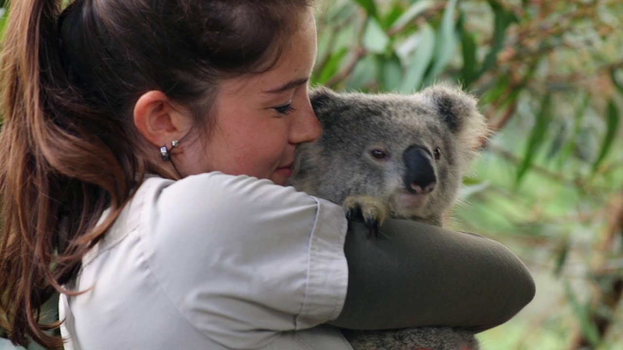 AUSTRALIA'S MOST HUGGABLE KOALA - YouTube