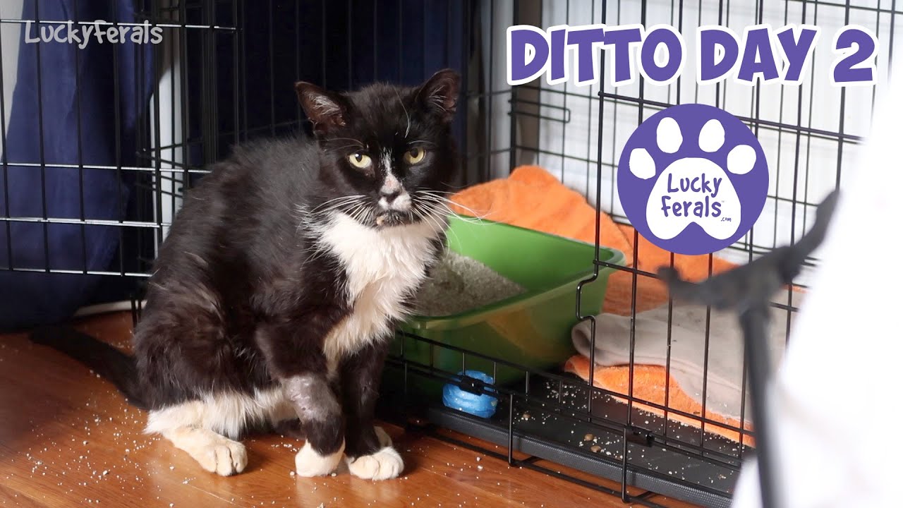 Ditto Day 2 - A New Bed For Ditto, Feral Cat Rehab and Recovery * S4 ...