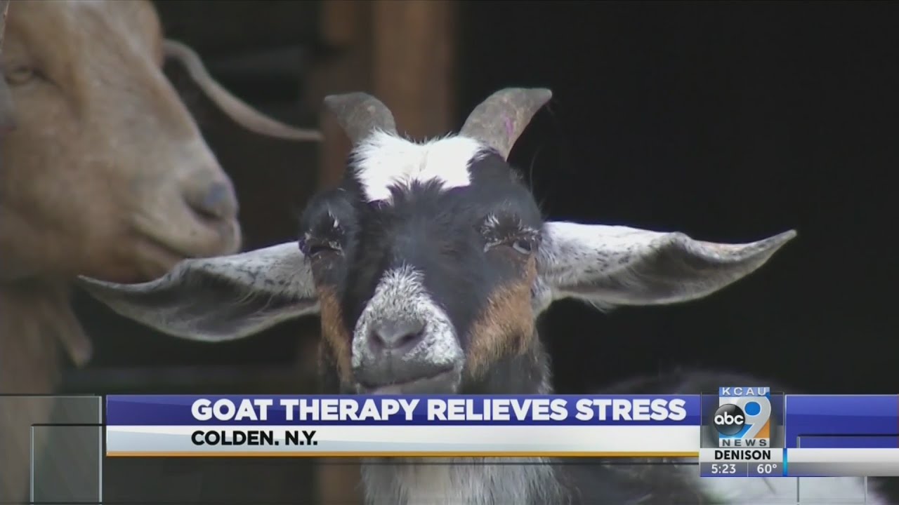 Goat therapy relieves stress - YouTube