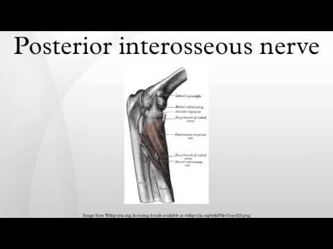 Posterior interosseous nerve - YouTube