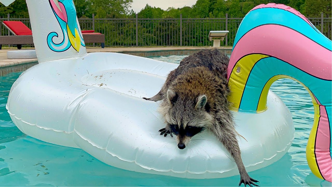 Raccoon Swimming in Backyard Pool - YouTube