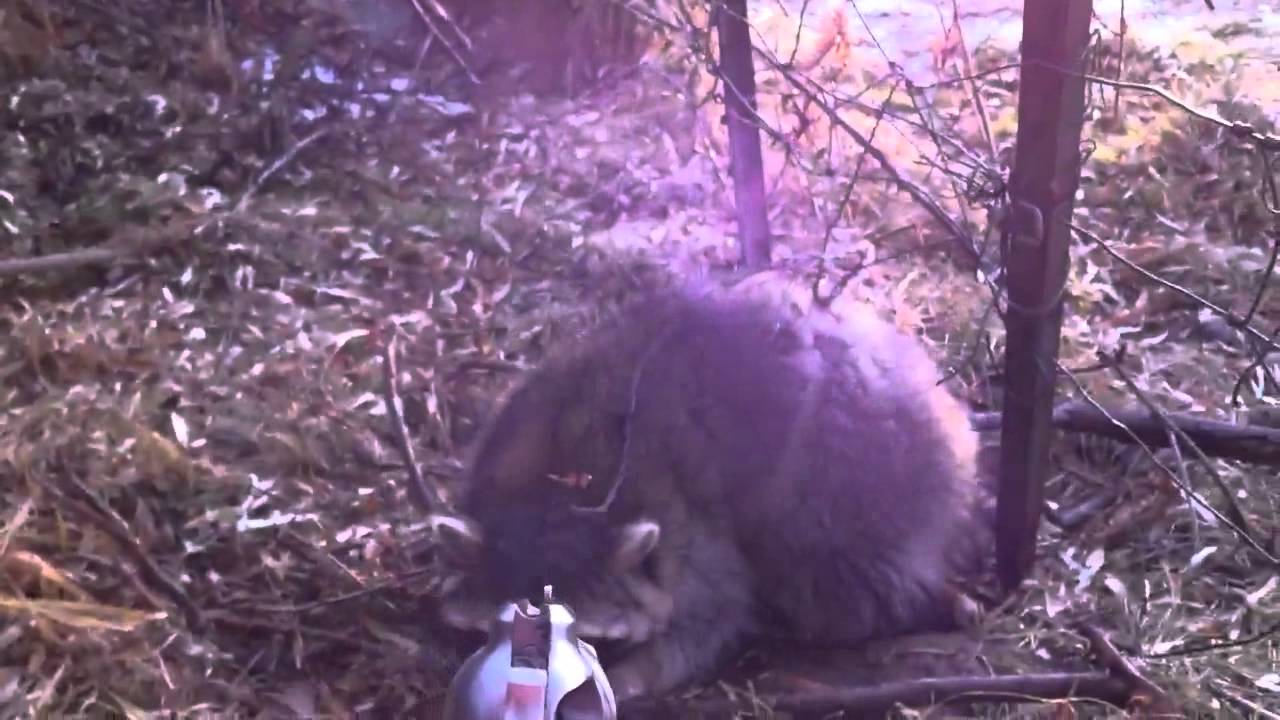 Raccoon caught in Rebel Snare - YouTube