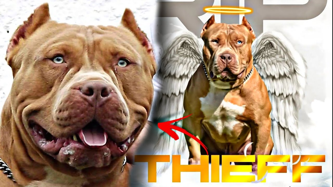 THIEFF UM DOS MAIORES PIT MONSTER DEIXA A CINOFILIA - YouTube