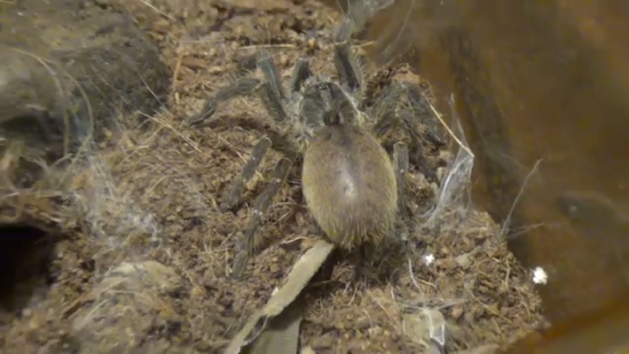 Things you should know about the Ceratogyrus Darlingi tarantula (rear ...