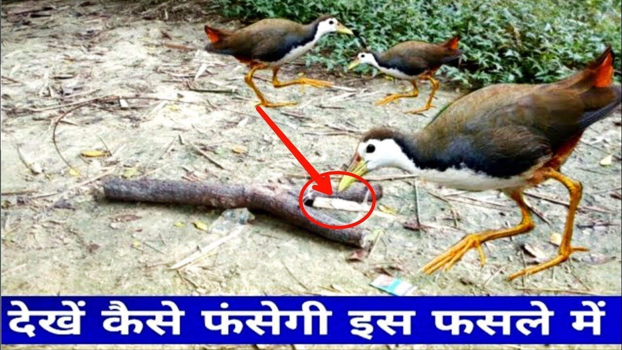 How to hunt jal murgi /Hunting Season 2021 /Winter Season Hunting ...
