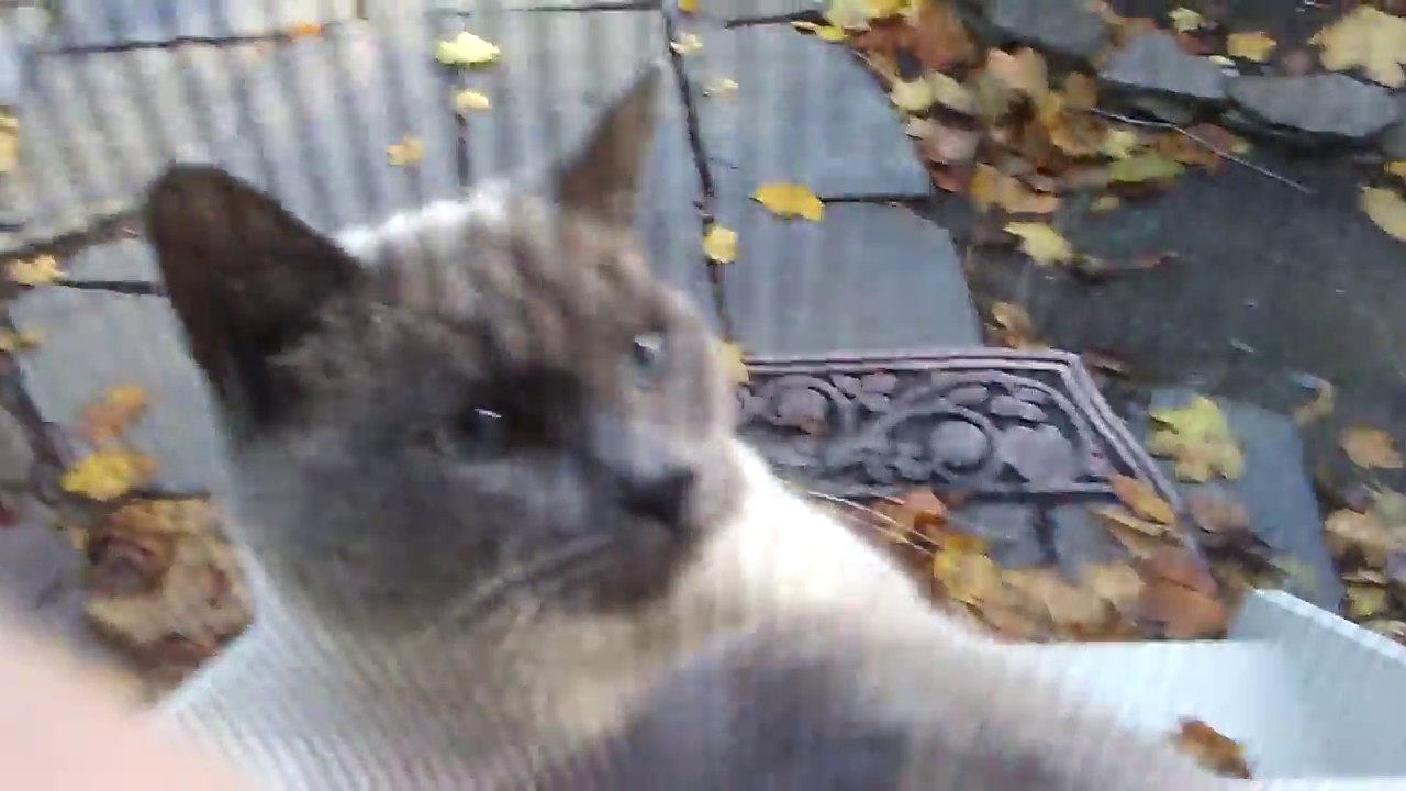 My Friend "Jonesy", The Polydactyl Siamese Cat - YouTube