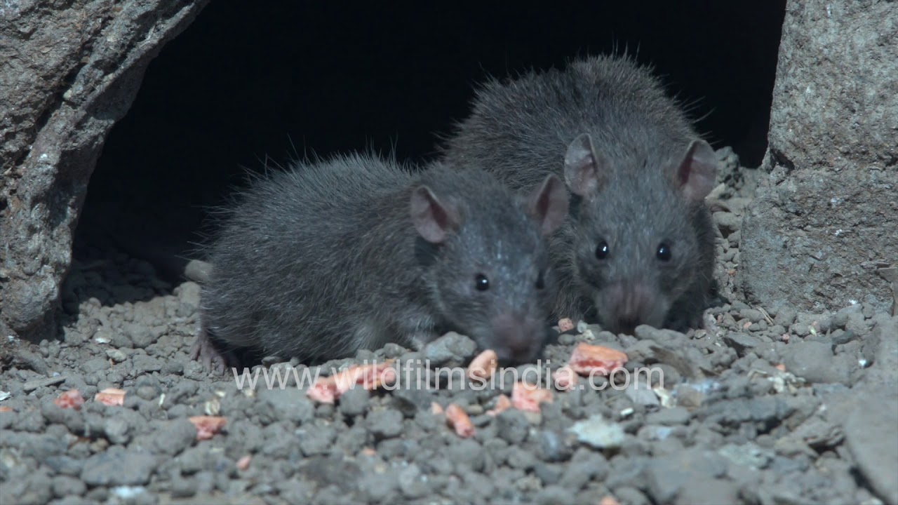 Rats scurry around to pick up food left close to their hole - YouTube