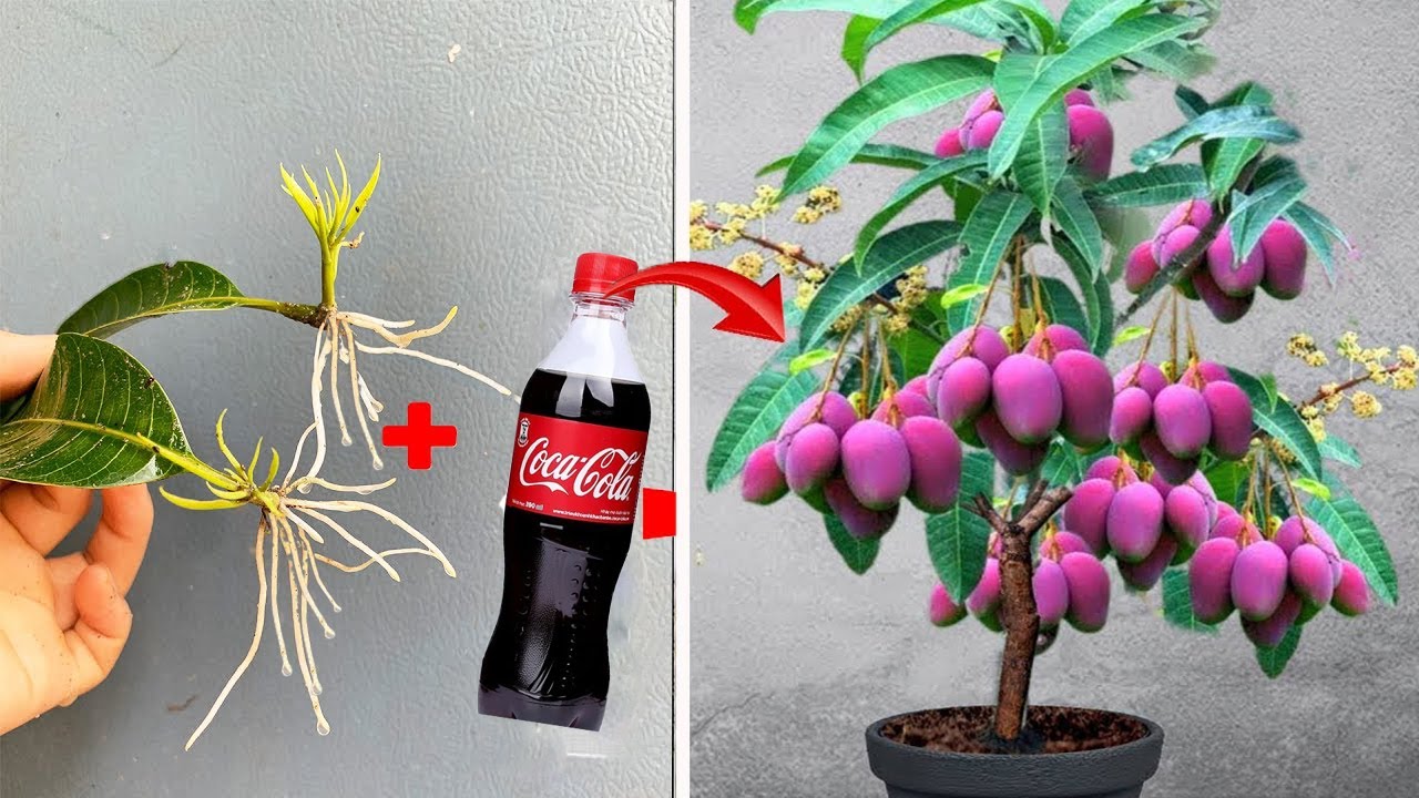 UNIQUE TECHNIQUE for propagating MANGO leaf roots into trees from cocoa ...