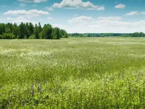 Frolic to your heart's content in the meadow!#funny