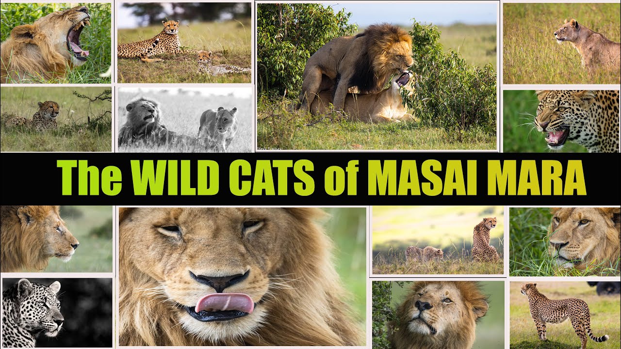 Watch the the WILD CATS of Masai Mara - Wild Life Safari - Kenya ...