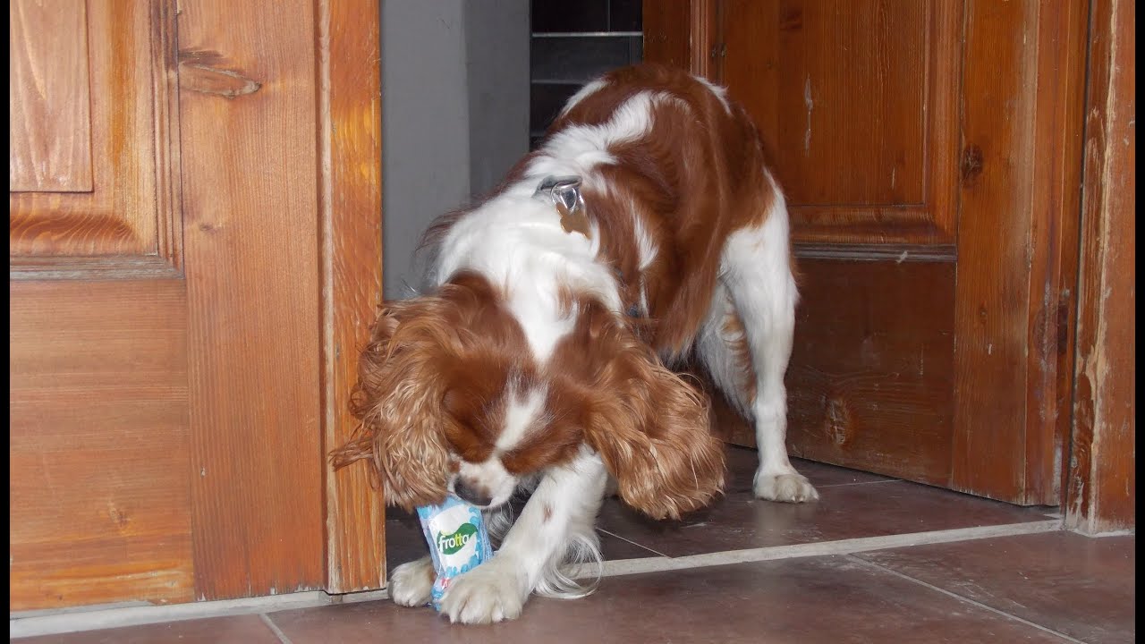 Cavalier King Charles Spaniel - Angry plays - [Paca] - YouTube