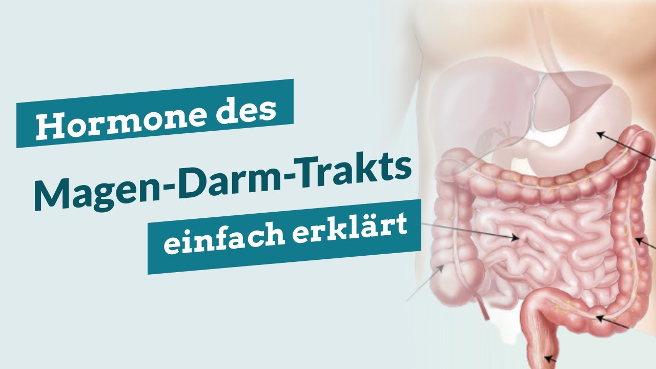 Hormone des Magen-Darm-Trakts einfach erklärt! - Gastrointestinale ...