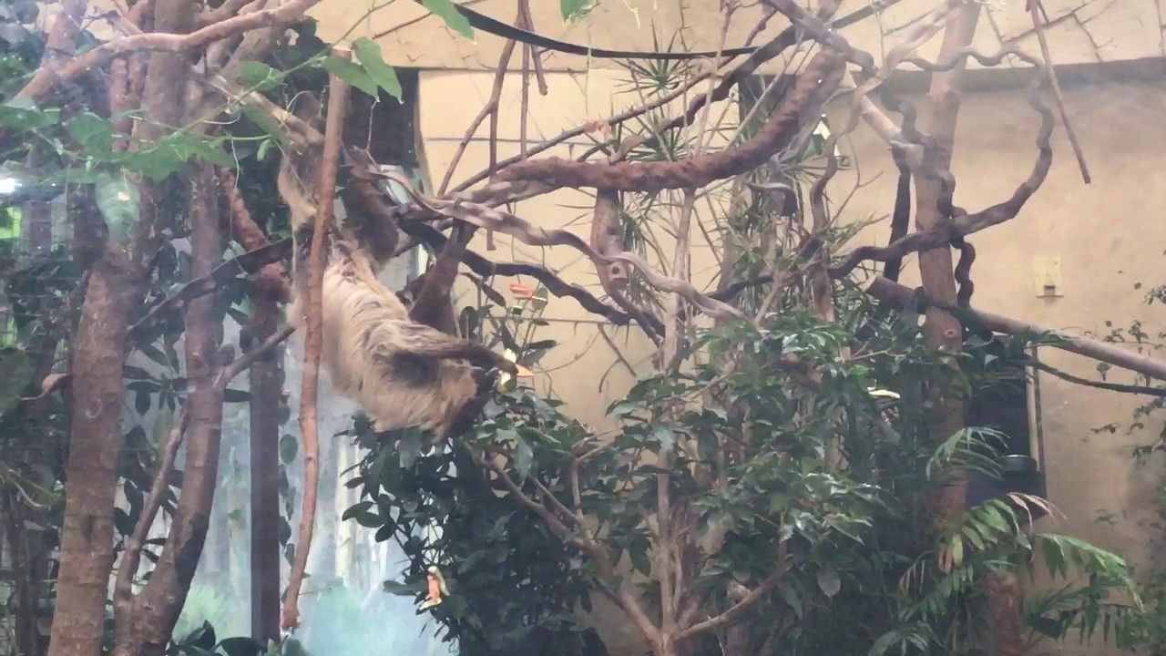 Chester Zoo - Sloth Climbing and Eating - YouTube