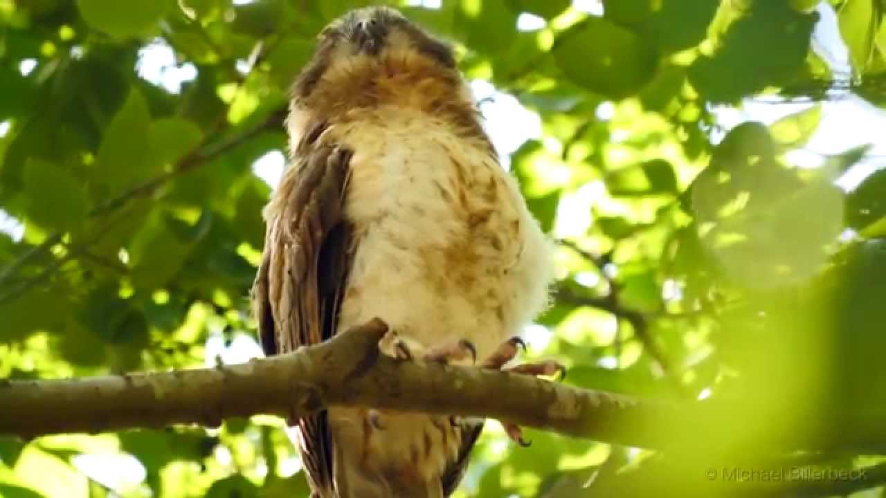 Juvenile Australian Boobook Owl or Southern Boobook Owl (Ninox boobook ...