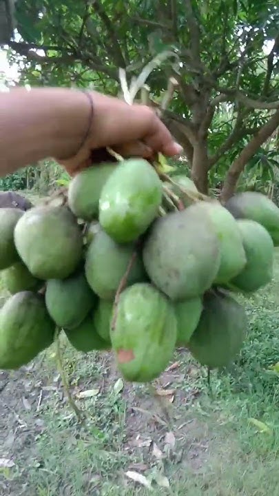panen mangga Ter enak di dunia😋 - YouTube
