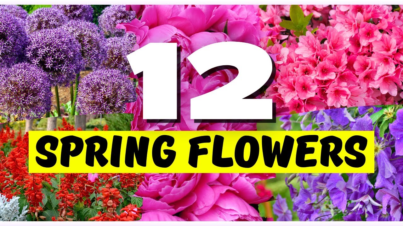 12 Stunning Flowers That Bloom from Late Spring to Early Summer! - YouTube