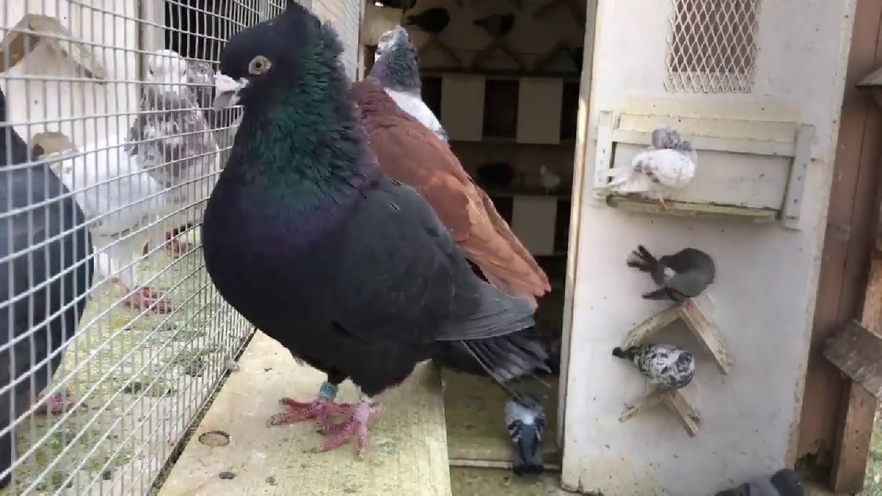 Pigeon Serbien Highflyer singing 2018 - YouTube