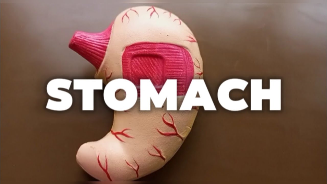 These 18 Questions and Answers will Teach You About the Stomach - YouTube