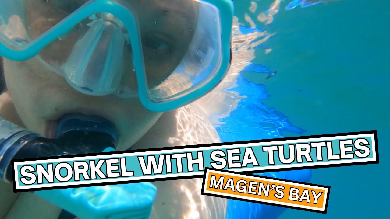 Magen's Bay: Snorkeling with SEA TURTLES in the US Virgin Islands - YouTube