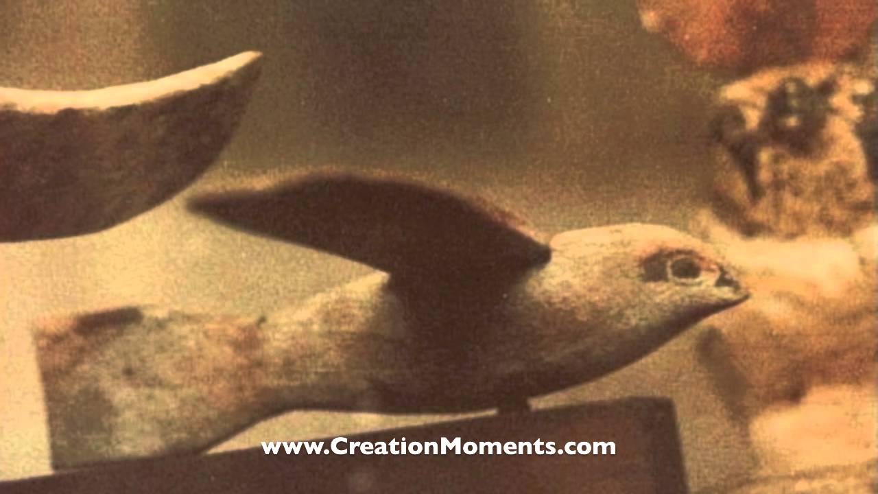Airplane From Ancient Egypt - YouTube
