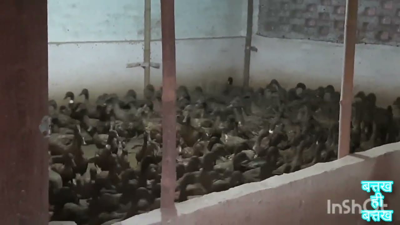 बत्तख ही बत्तख_Battkh Hi Battakh - YouTube