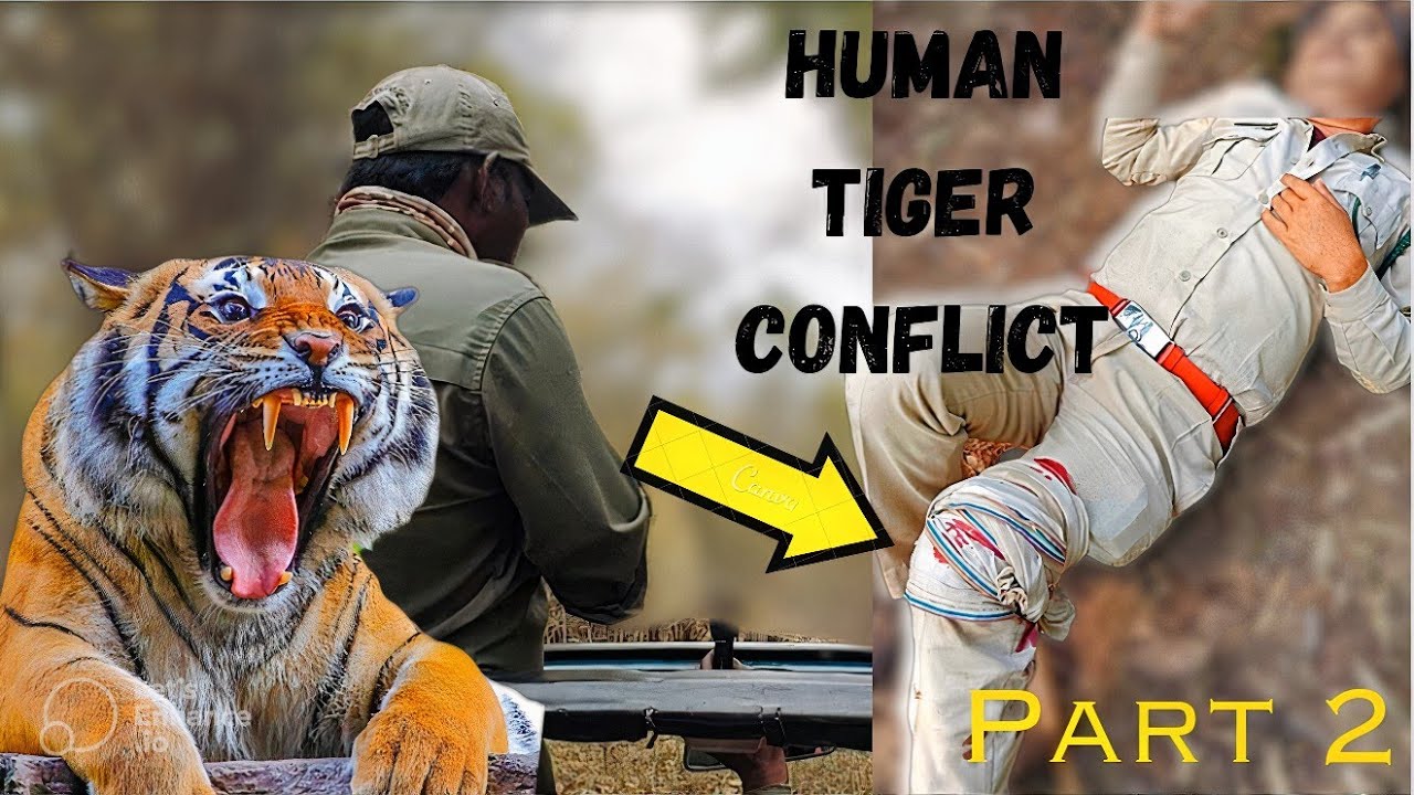 Wildlife Tiger Encounter | Bandhavgarh National Park Jungle Safari ...