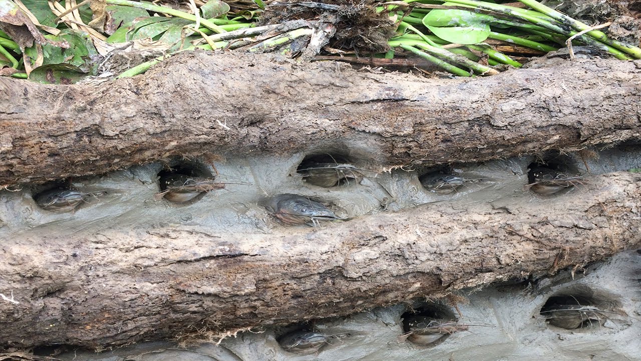 Amazing Catching fishing Dry season Catch fish In Underground Mud Hole ...