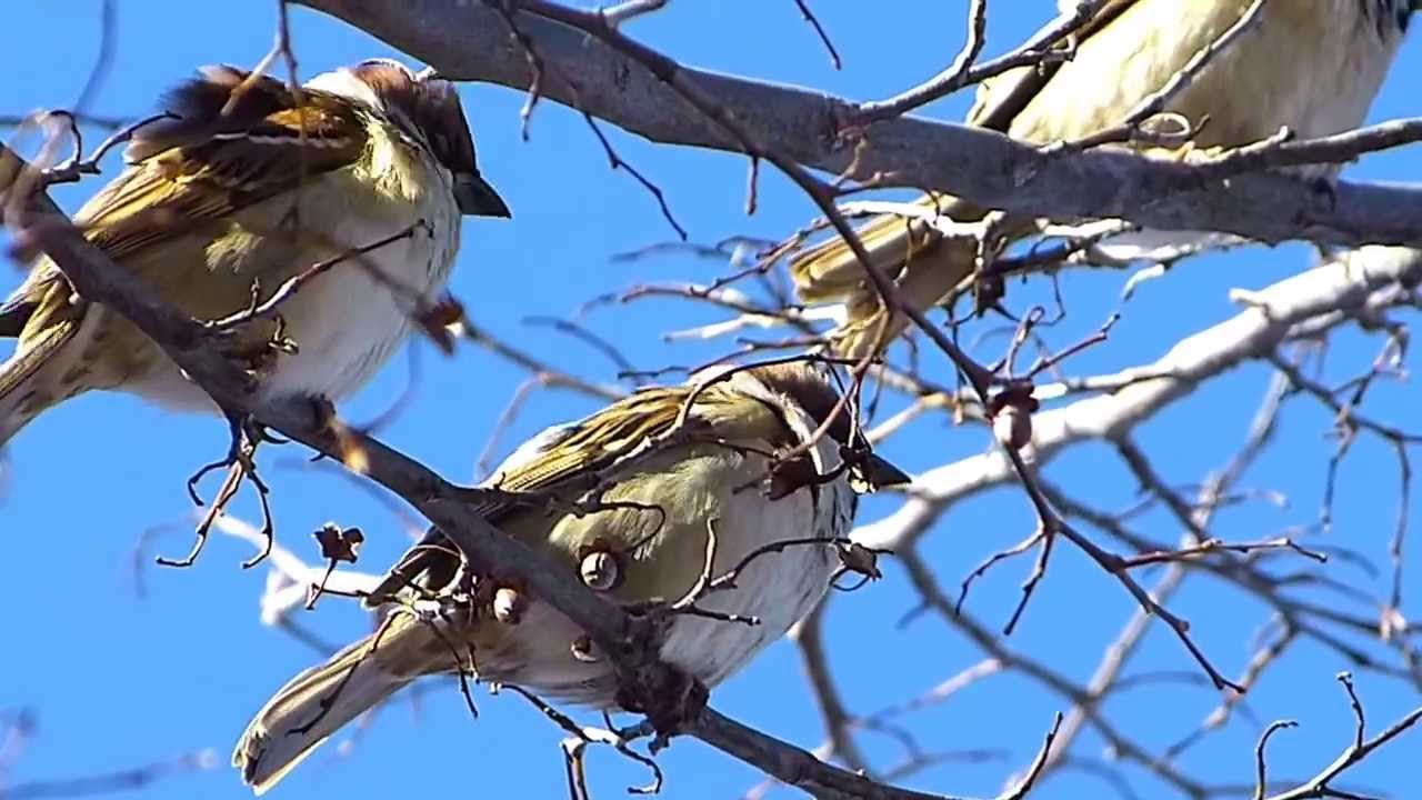ムビる03058 Today's bird suzume - YouTube