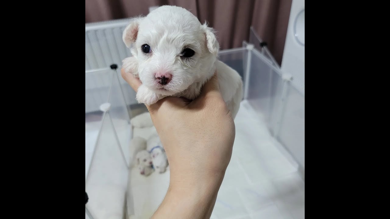 초인종 소리에 짓거나 흥분하는 강아지 훈련 Youtube