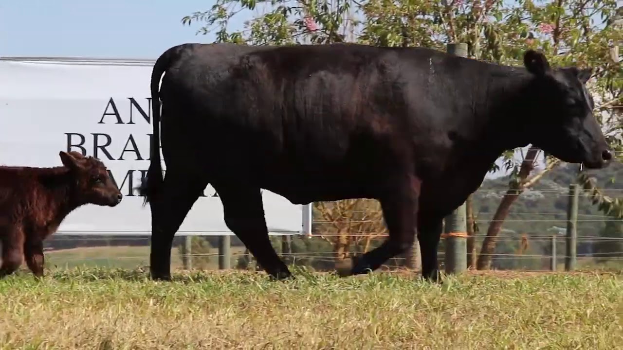 6195 parida - YouTube