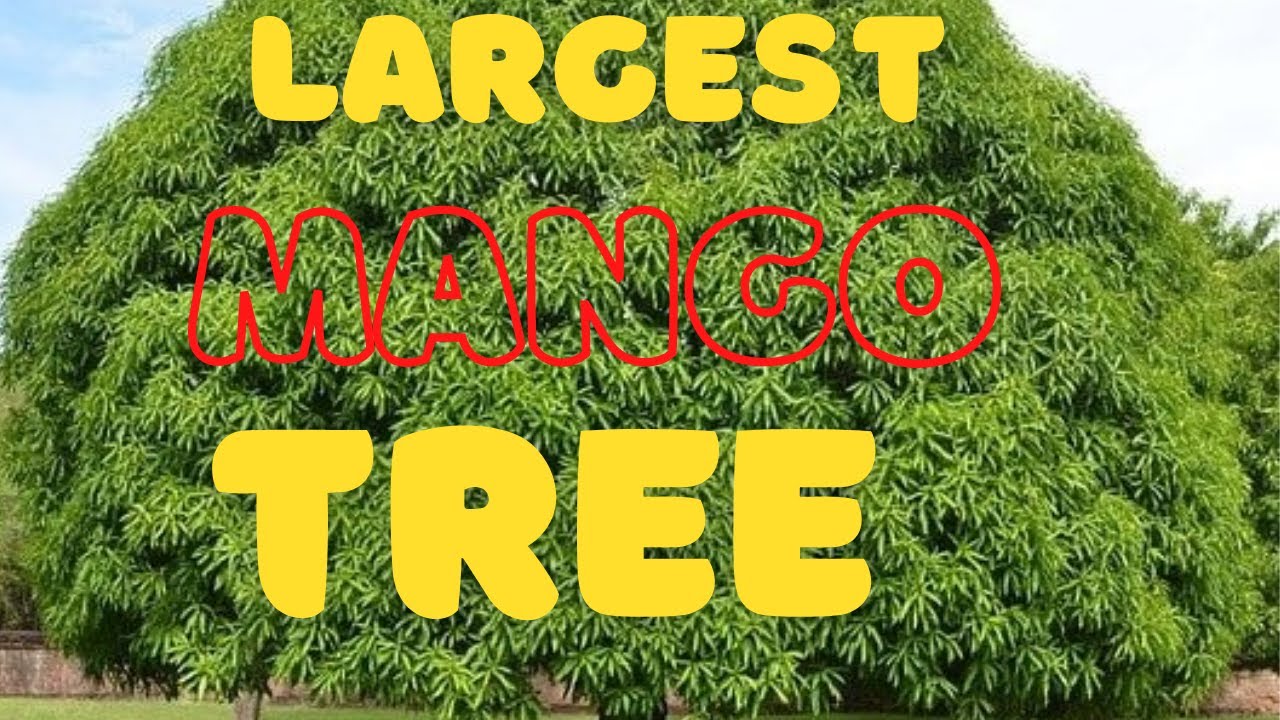 Monster Mango Tree in Thakurgaon Bangladesh || largest mango tree ...