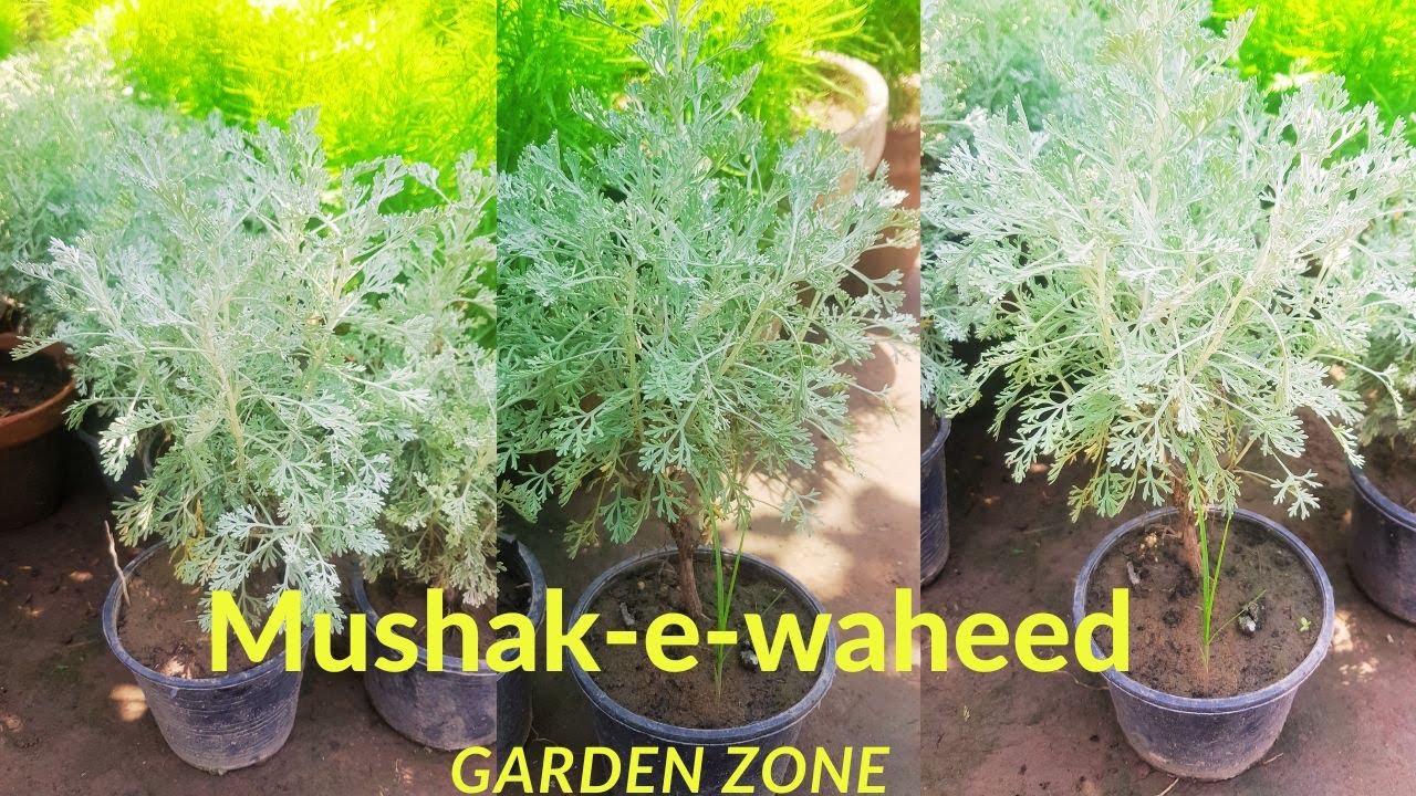 Grow Your Own Mushak-E-Waheed Plant for Stunning Home Decor | Mushak-E ...