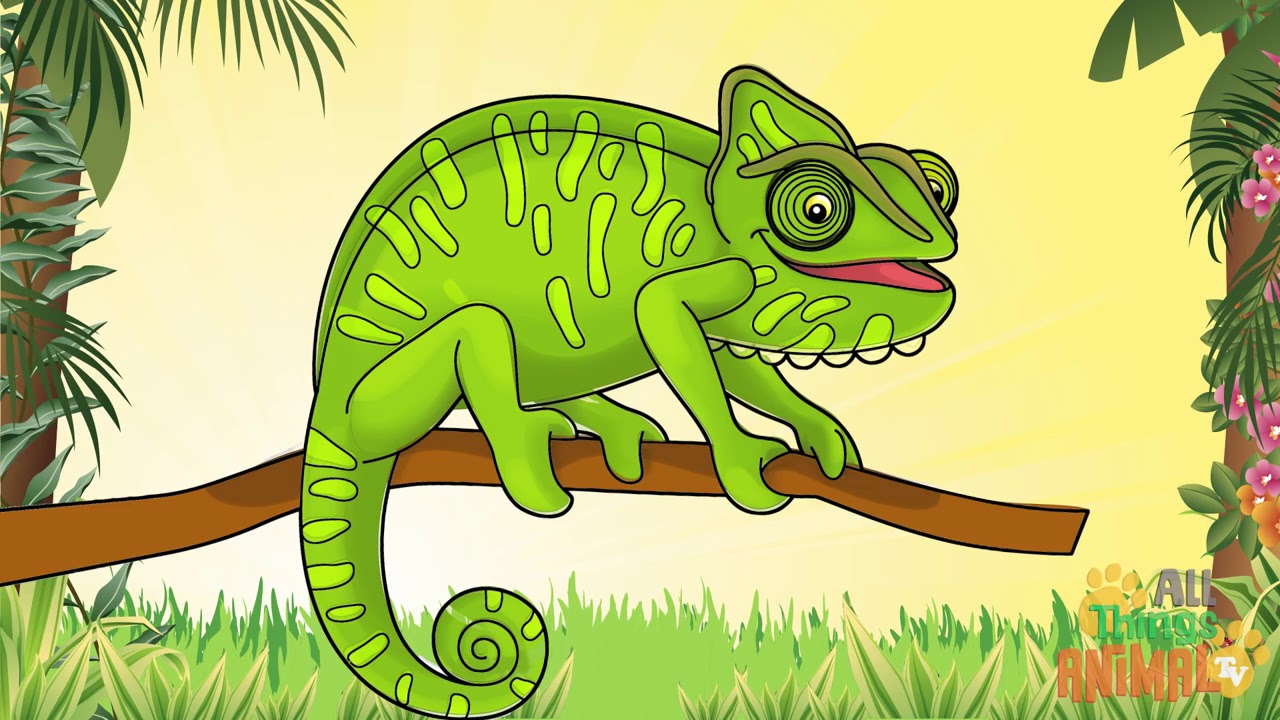 CHAMELEONS Animals for children Kids videos Kindergarten Preschool ...