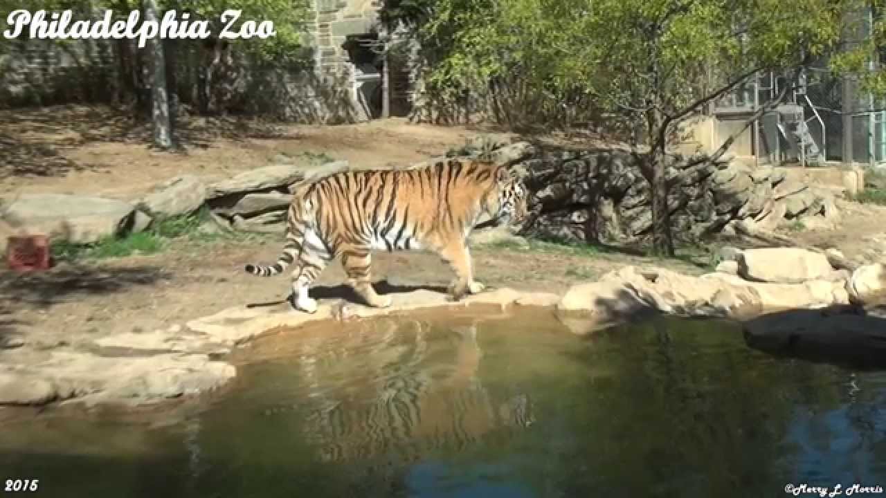 Philadelphia Zoo Tiger Walking Around Pool Slowly...Very Slowly ...