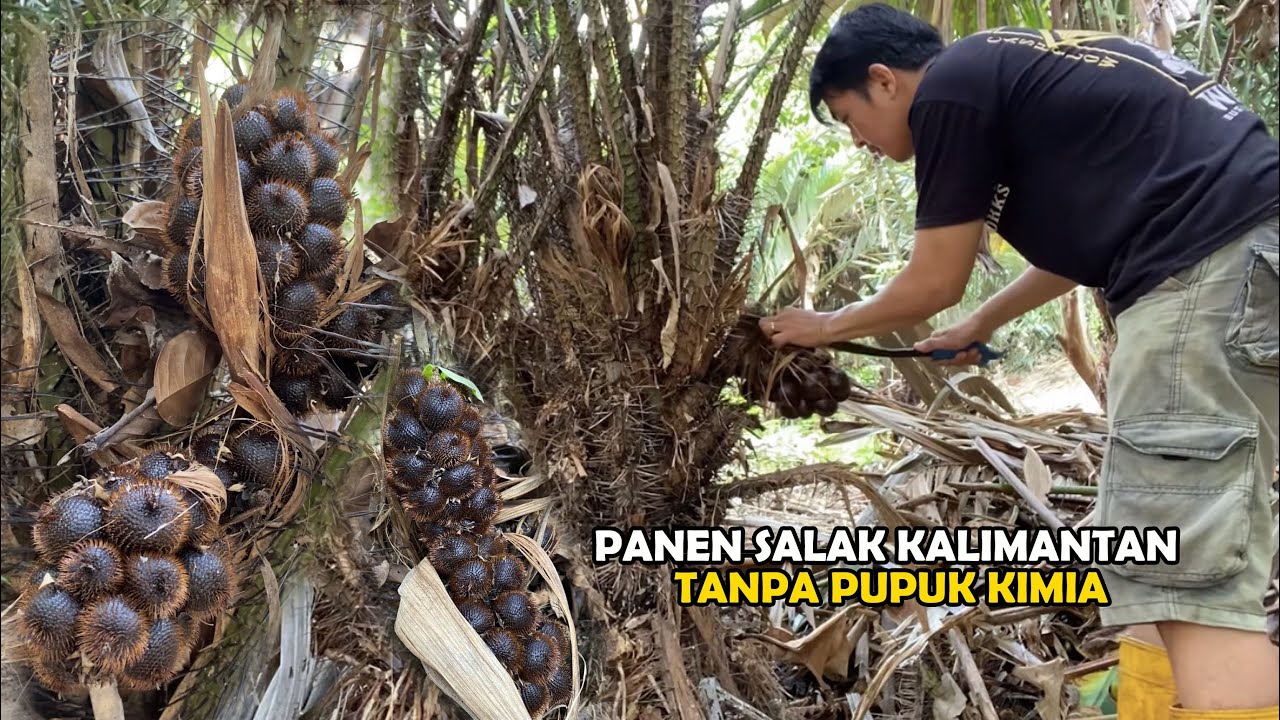 PANEN SALAK KALIMANTAN TANPA PUPUK KIMIA - YouTube