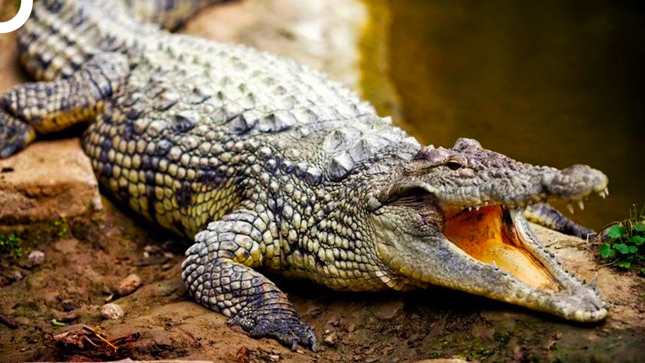 Hunting Techniques of Crocodiles: Patience and the Art of Attack | Wild ...