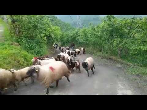 Esenli Köyü Yayla Göçü |Koyun Göçü 2023