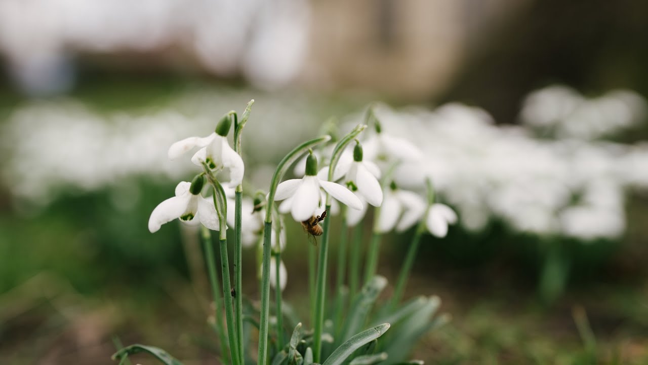 Canon Tim introduces March's theme: Growing - YouTube