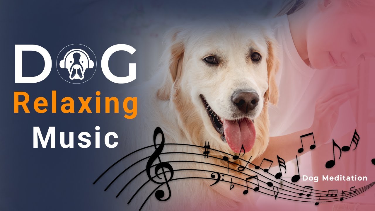 TV for Dogs! Entertainment for Dogs and Puppies with Calming Music ...