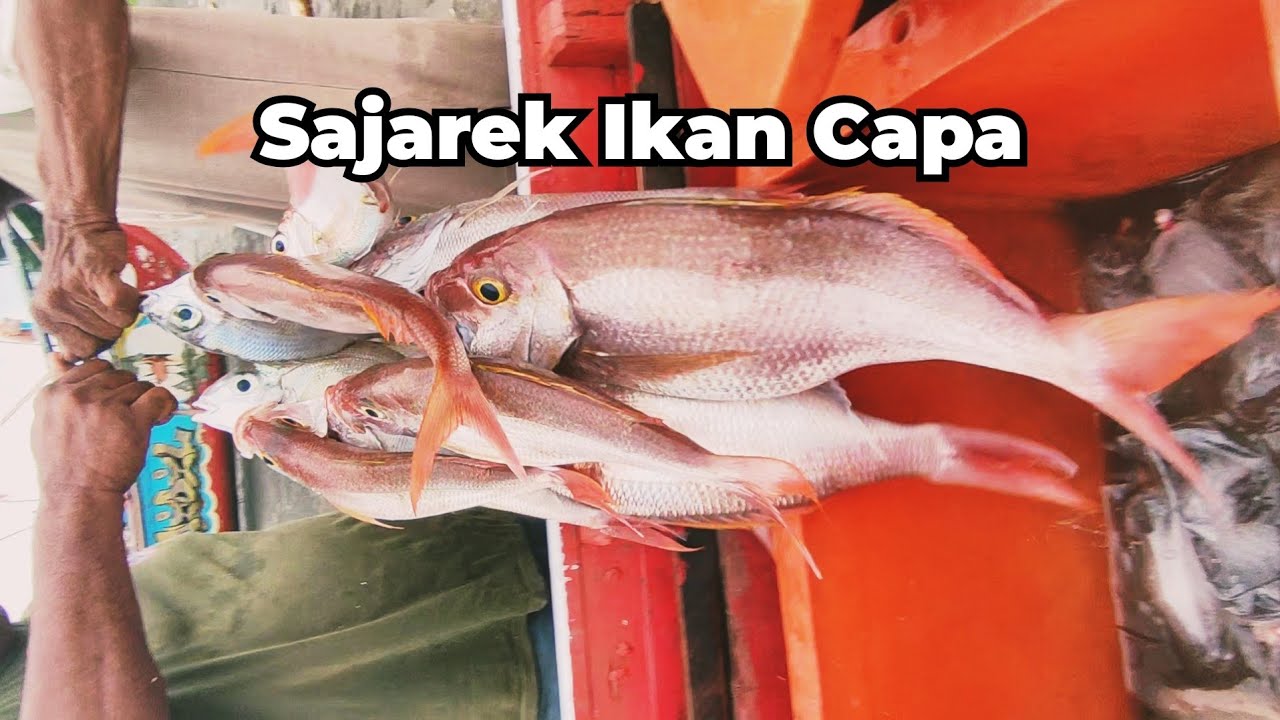IKAN CAPA IKAN TERNAMA !!! LIHAT IKAN HASIL PANCING NELAYAN TRADISIONAL ...