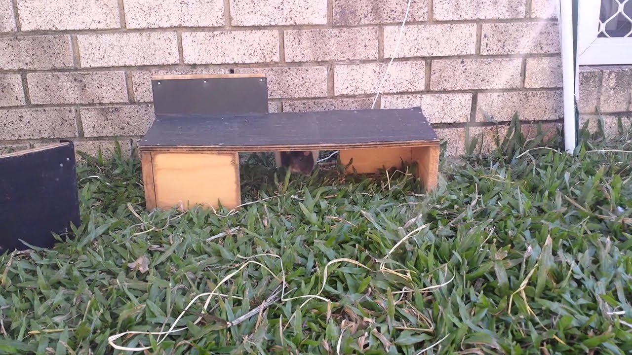 Billy the rat - YouTube