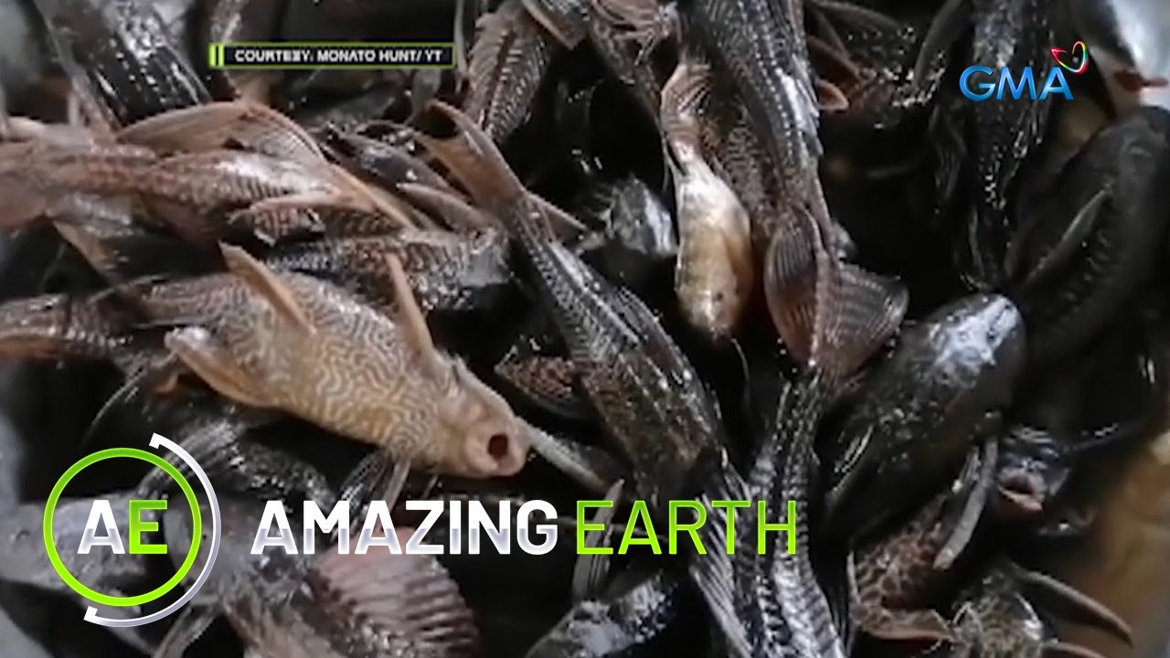 Amazing Earth: Catching and eating janitor fish - YouTube