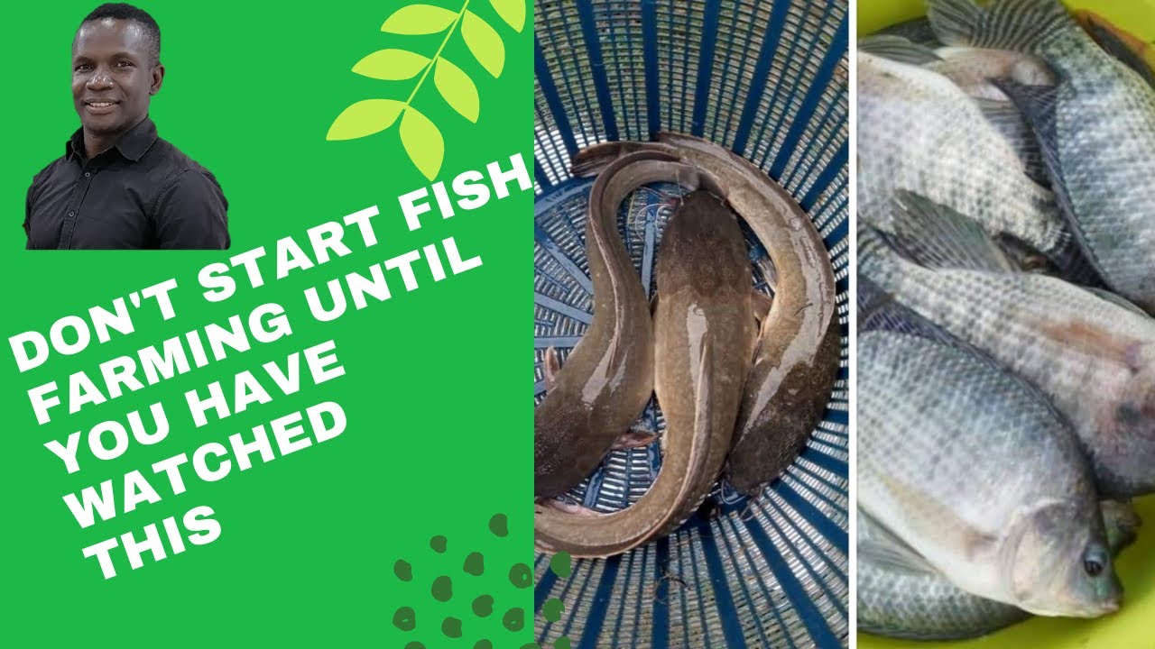 How to start your Fish Farming - YouTube