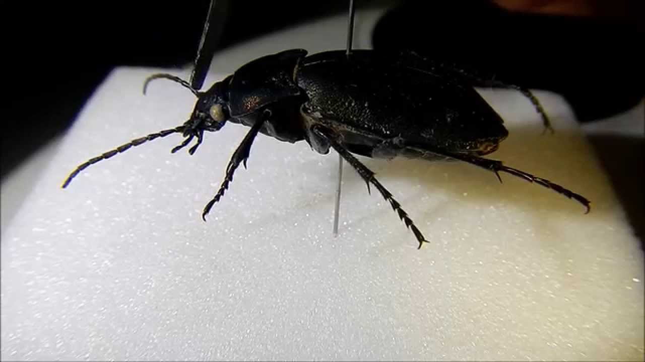 Upland Grazing does...Features of a Carabid Beetle - YouTube