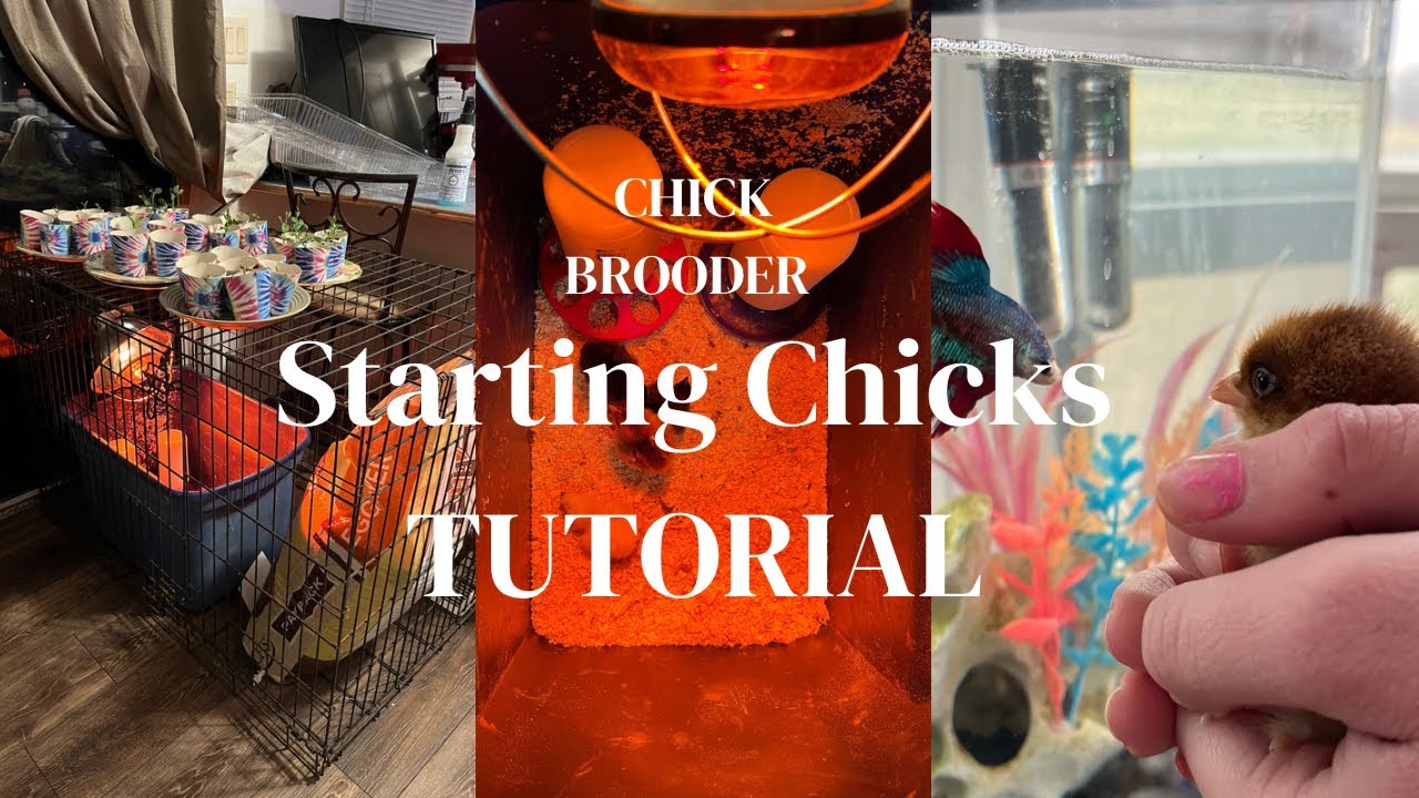 How to set up a Chick Brooder - YouTube